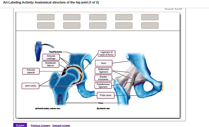 Solved Art Labeling Activity Anatomical Structure Of The Hip Joint 1