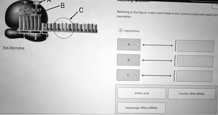 Text Alternative Referring to the figure, match each label to the correct component used during ...