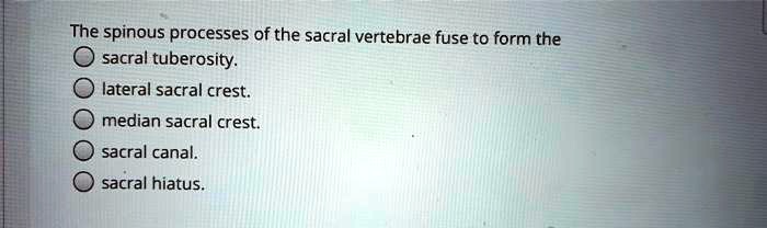 The spinous processes of the sacral vertebrae fuse to form...