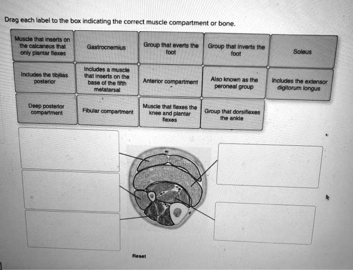 Drag each label to the box indicating the correct muscle compartment or ...
