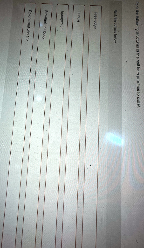 Rank the following structures of the nail from proximal to distal. Rank ...
