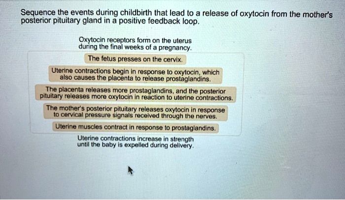 Sequence the events during childbirth that lead to a release of ...