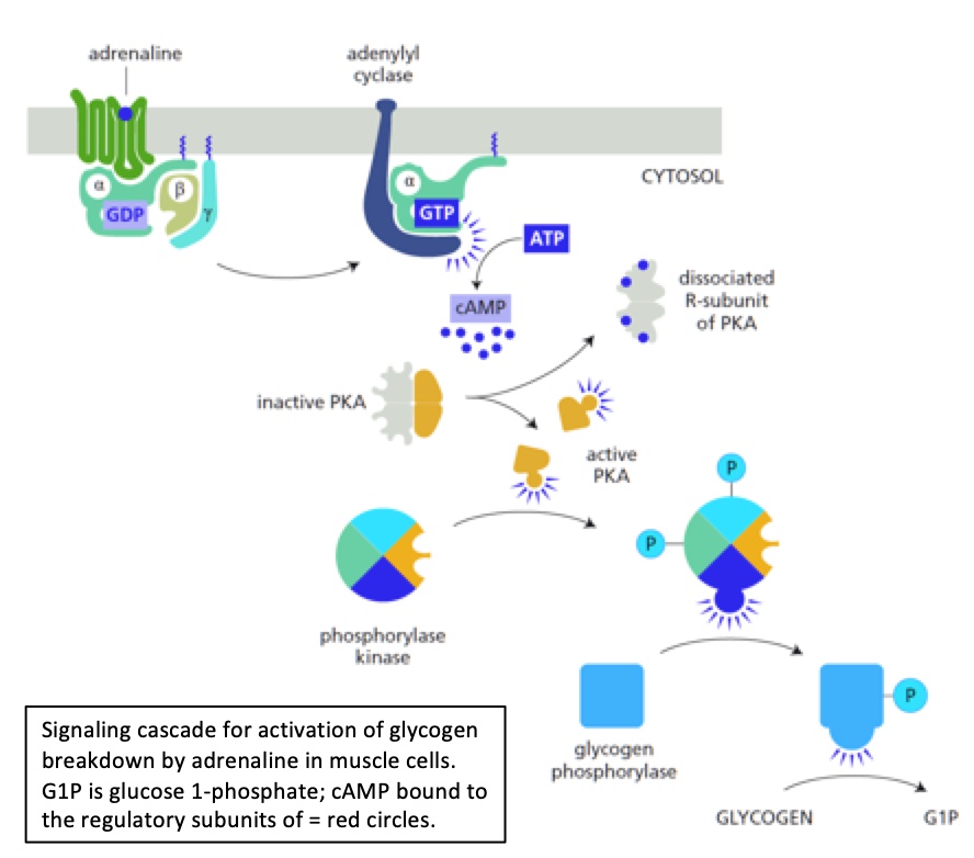 drenaline adenyly cyclase cytosol gdp gtp atp dissociated r ubuni ofpka ...