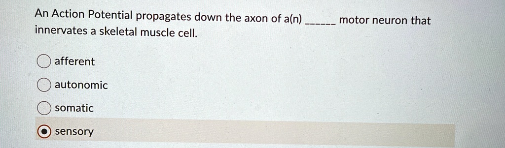 An Action Potential propagates down the axon of a(n) motor...