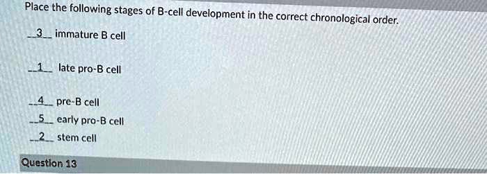 Place the following stages of b cell development in the...