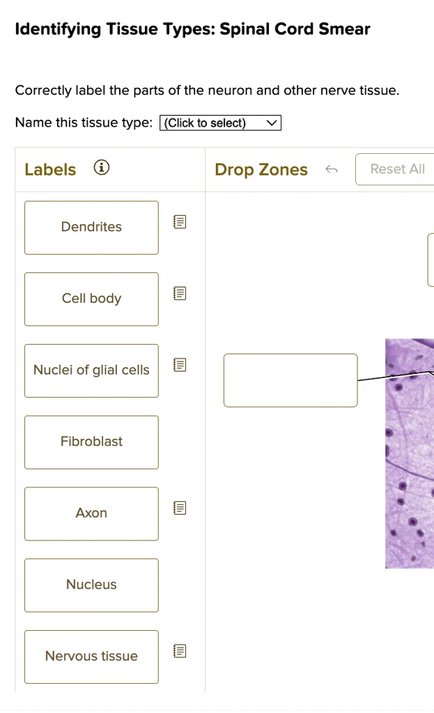 Identifying Tissue Types: Spinal Cord Smear Correctly label the parts ...