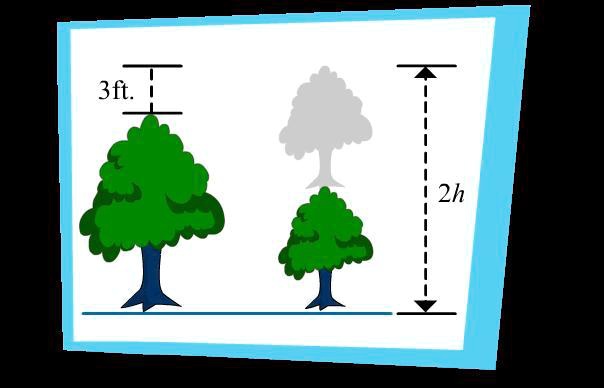 these trees have different heights the height of the taller tree is 3 ...