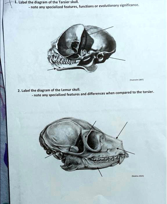 SOLVED: 1. Label the diagram of the Tarsier skull. Note any specialized ...