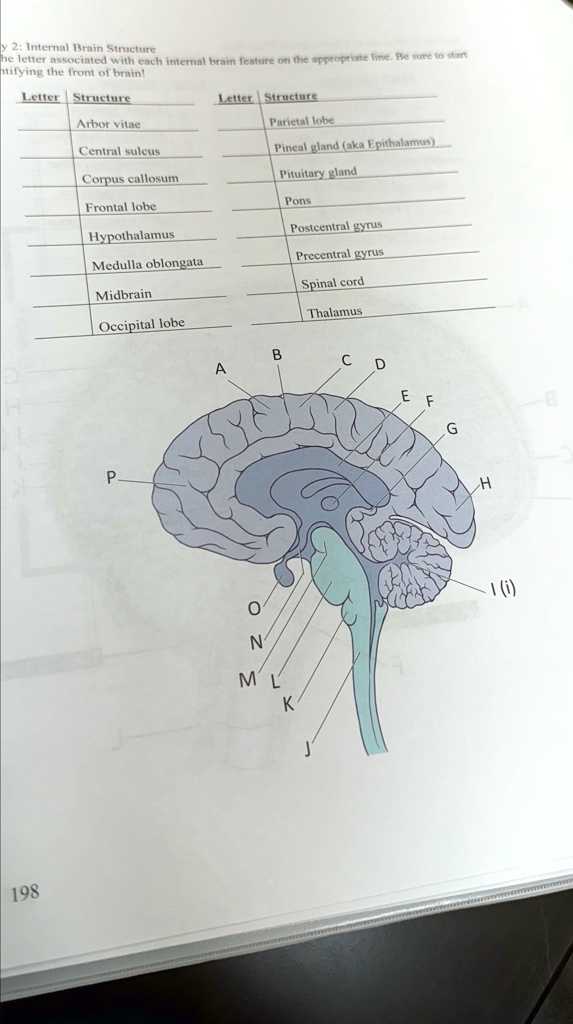 y 2: Internal Brain Structure Identifying the front of the brain ...