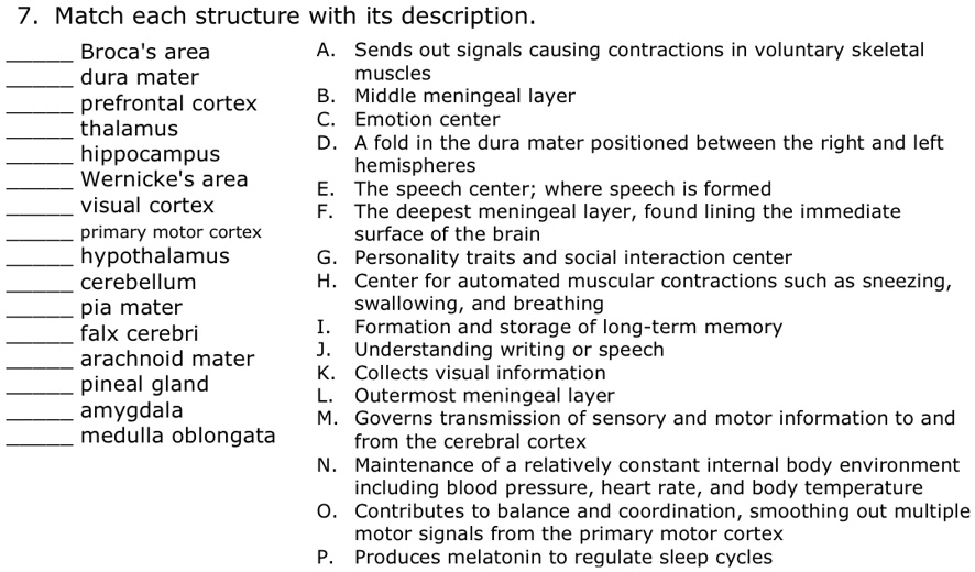 7. Match each structure with its description. Broca's area dura mater ...