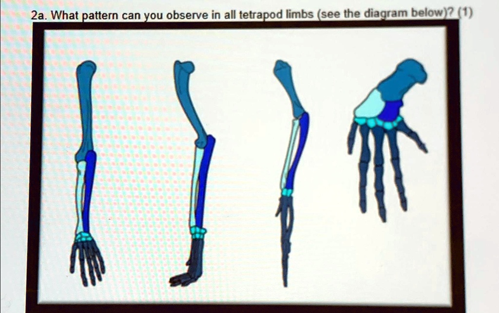 2a. What pattern can you observe in all tetrapod limbs (see the diagram ...