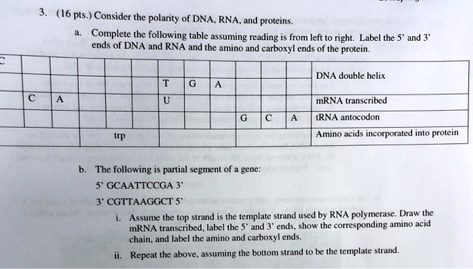 SOLVED: (16 pts.) Consider the polarity of DNA, RNA, and proleins Complete the following table ...