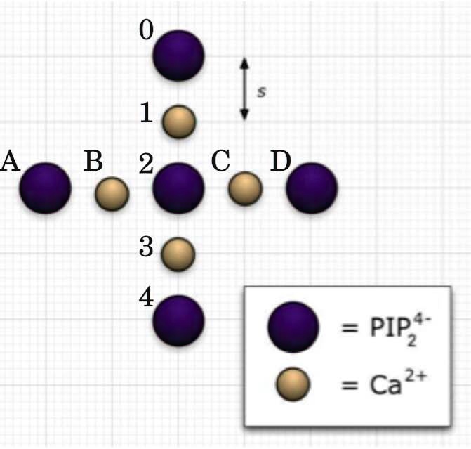 SOLVED: The phospholipid molecule PIP2 (phosphatidylinositol 4,5 ...