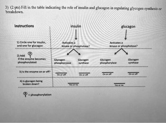 3) (2 pts) Fill in the table indicating the role of insulin and ...