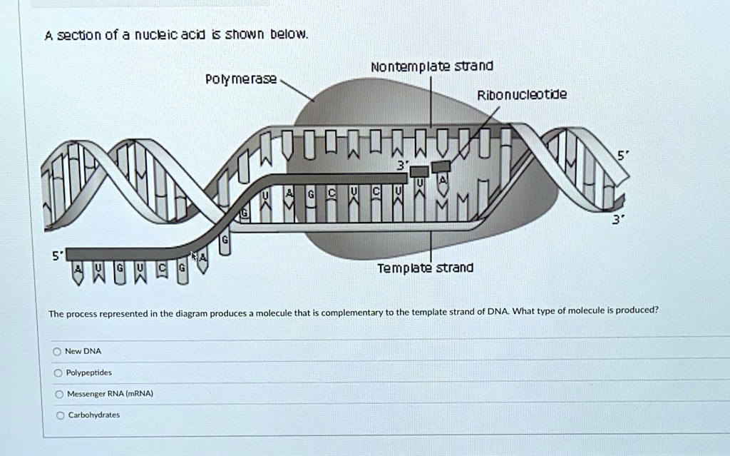 A section of a nucleic acid is shown below. Polymerase Nontemplate ...