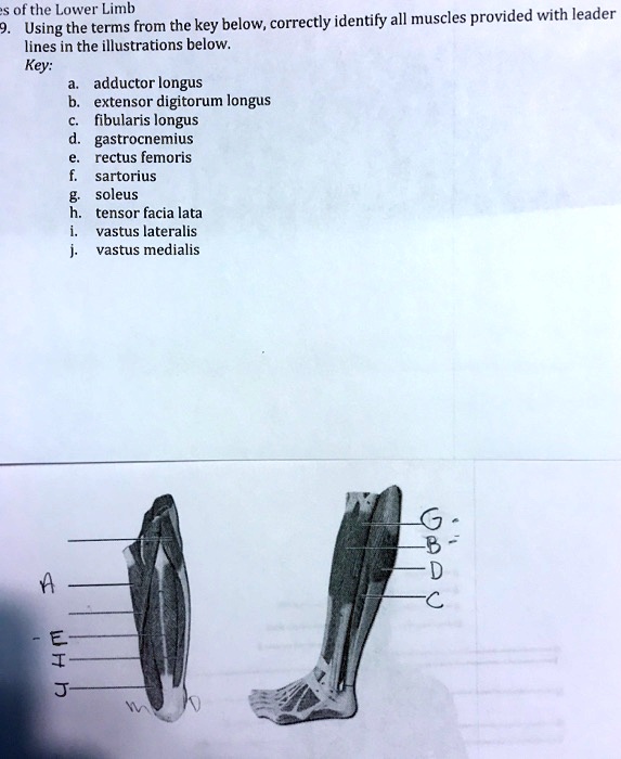 of the lower limb identify all muscles provided with leader using the ...