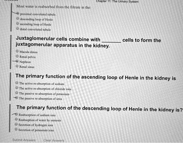 SOLVED: Chapter 11: The Urinary System Most water is reabsorbed from the filtrate in the ...