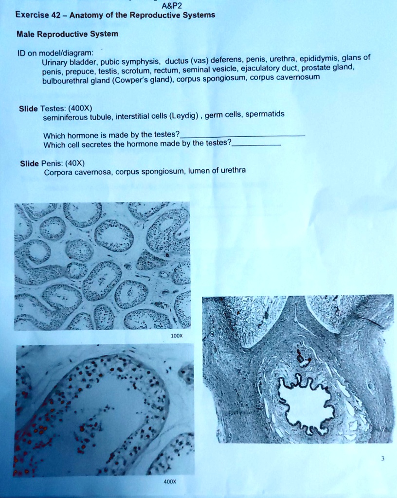 A P2 Exercise 42 - Anatomy of the Reproductive Systems Male ...