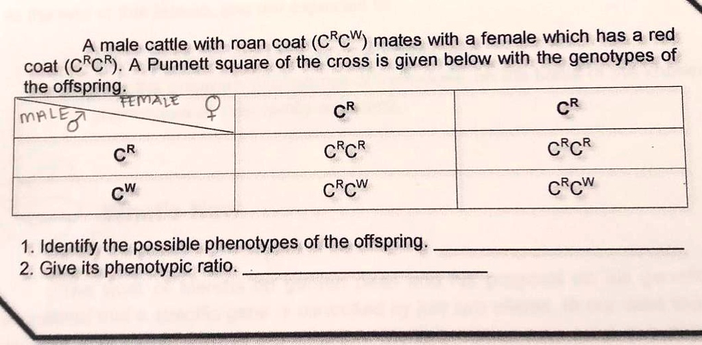 SOLVED: Can you please answer this? A male cattle with roan coat (CRcW ...