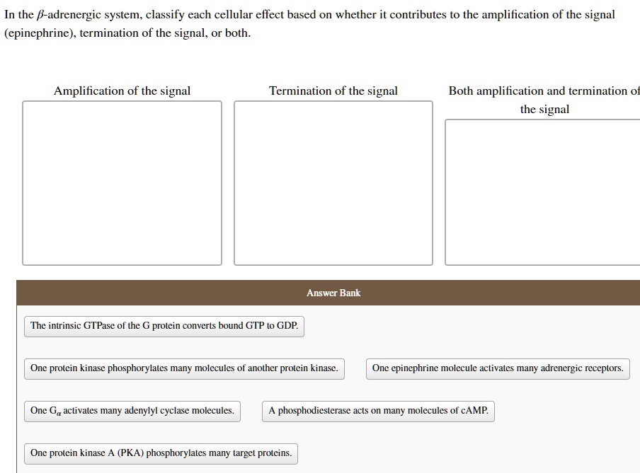 SOLVED: In the Î²-adrenergic system, classify each cellular effect based on whether it ...