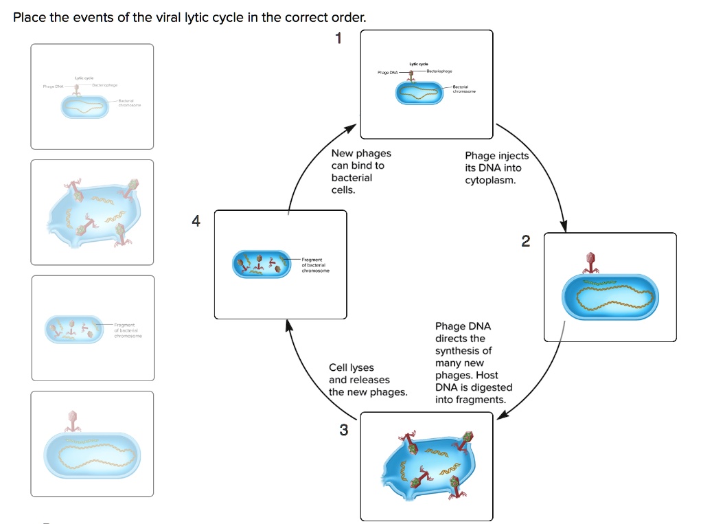 Place The Events Of The Viral Lytic Cycle In The Correct Order 4 Fragment Of Bacterial