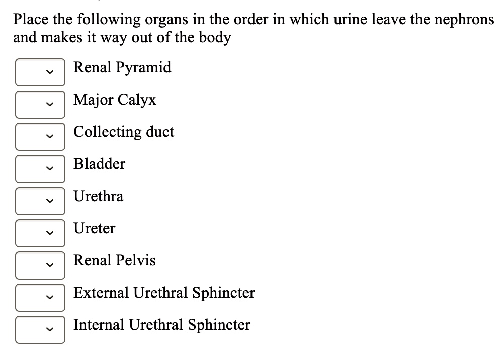 [GET ANSWER] Place the following organs in the order in which urine ...