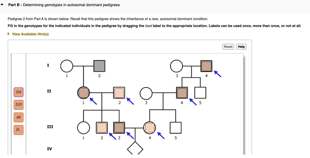 part b determining genotypes in autosomal dominant pedigrees pedigree 2 from part a is shown ...