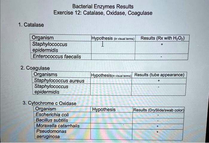SOLVED: Bacterial Enzymes Results Exercise 12: Catalase, Oxidase ...