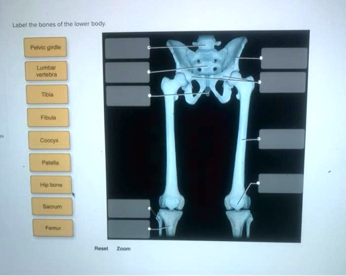 Label the bones of the lower body Pelvic girdle Lumbar vertebra Tibia Fibula Coccyx Patella Hip ...