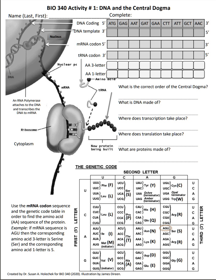 Name (Last, First): BIO 340 Activity # 1: DNA and the...