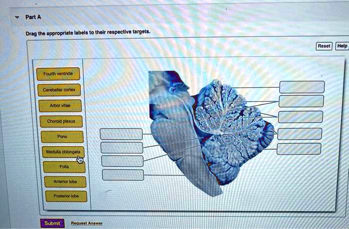 SOLVED: V Part A Drag the appropriate labels to their respective targets Reset Help Fourth ...
