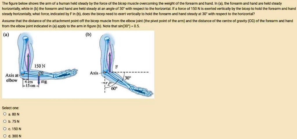 the figure below shows the arm of human held steady by the force of the ...