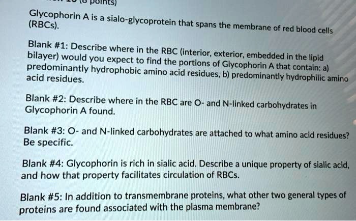 SOLVED: pointsi Gycophorin A is a sialo-glycoprotein (RBCs). that spans ...