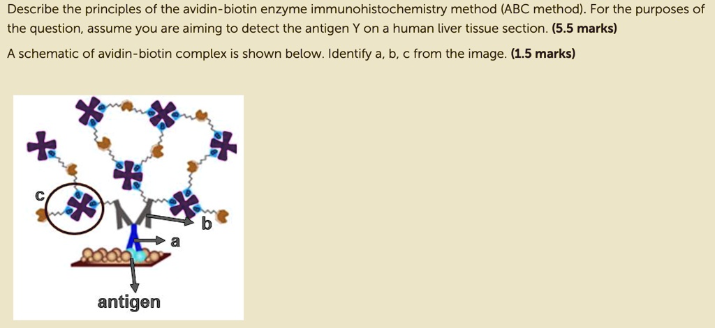 Describe The Principles Of The Avidin Biotin Enzyme