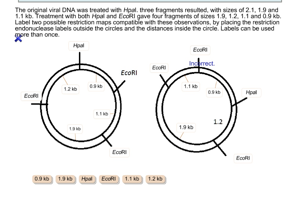 SOLVED: The original viral DNA was treated with Hpal. Three fragments ...