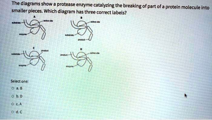 the diagrams show a protease enzyme catalyzing the breaking of part ofa ...