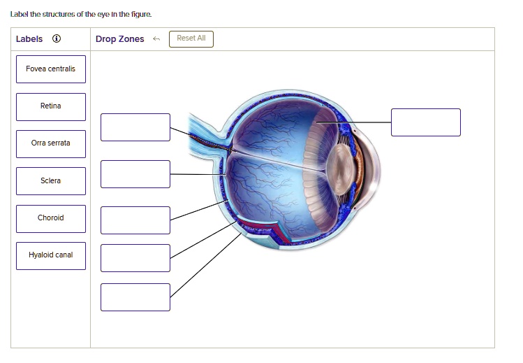 Label the structures of the eye in the figure. Labels Fovea centralis ...