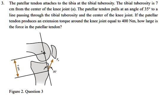 3 the patellar tendon attaches to the tibia at the tibial tuberosity ...