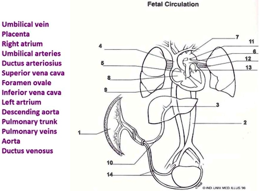 Text: Fetal Circulation Umbilical vein Placenta Right atrium Umbilical ...
