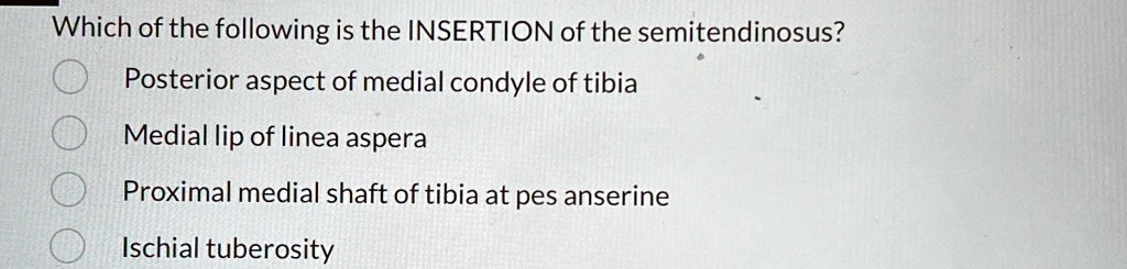 which of the following is the insertion of the semitendinosus posterior ...