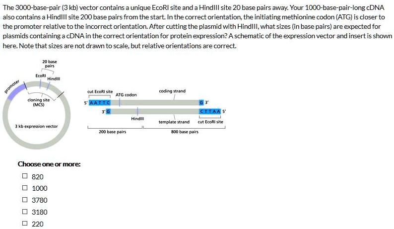 the 3000 base pair 3kb vector contains unique ecori site and hindill ...