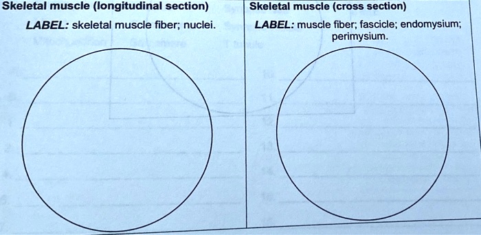 SOLVED: Text: Draw and label Skeletal muscle (longitudinal section ...