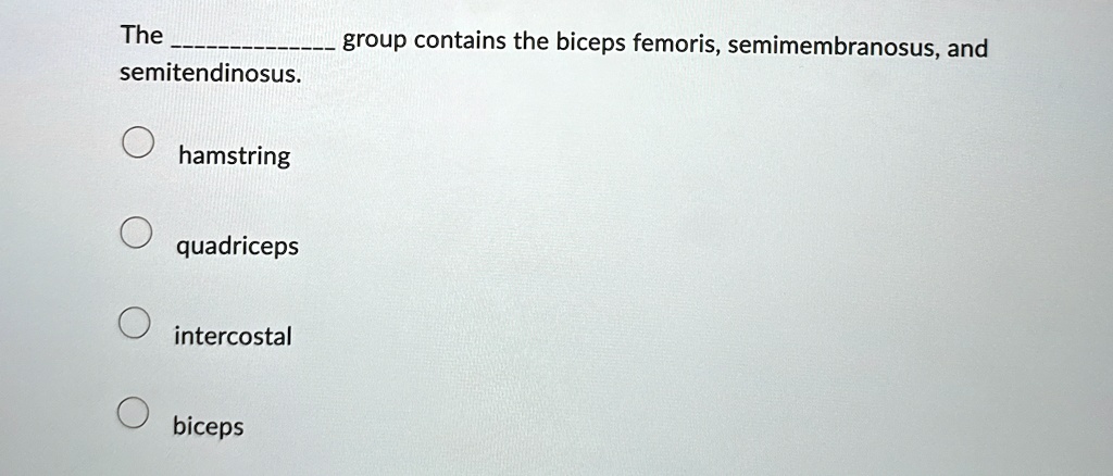 the group contains the biceps femoris semimembranosus and ...