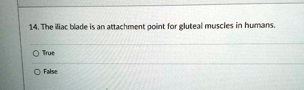 14. The iliac blade is an attachment point for gluteal muscles in ...