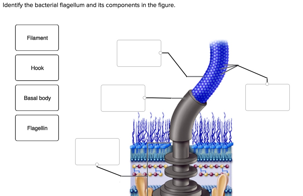 Identify the bacterial flagellum and its components in the...