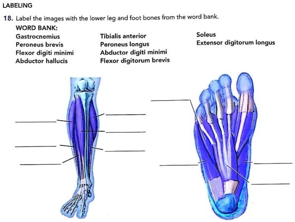 LABELING 18. Label the images with the lower leg and foot bones from ...