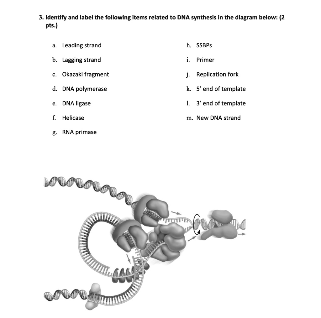 3. Identify and label the following items related to DNA synthesis in ...