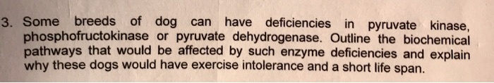 SOLVED: Some breeds dog can have deficiencies pyruvate kinase ...