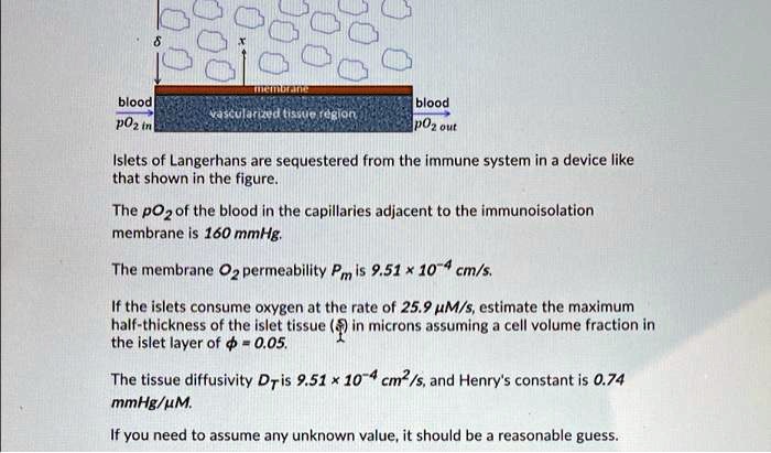 SOLVED: blood pOtn blood pOzout Islets of Langerhans are seguestered ...