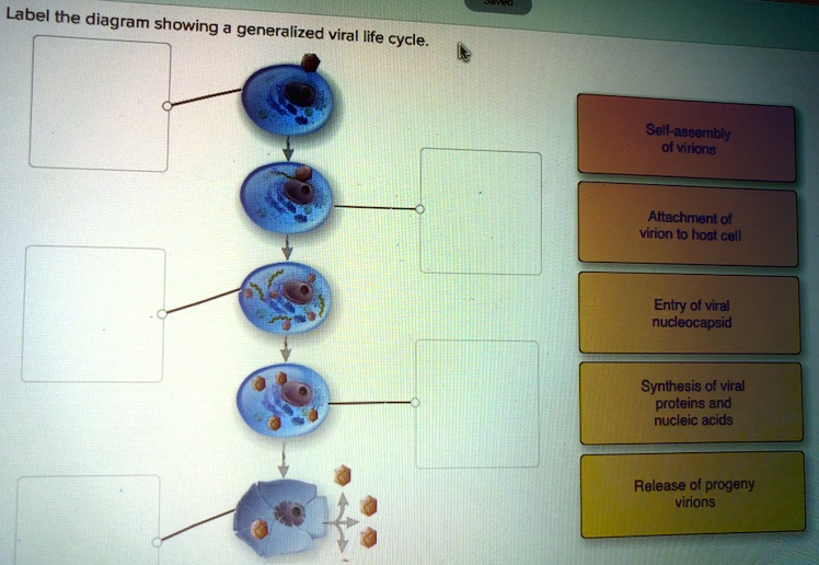 label the s diagram showing generalized viral life cycle sell ascelbyy ...